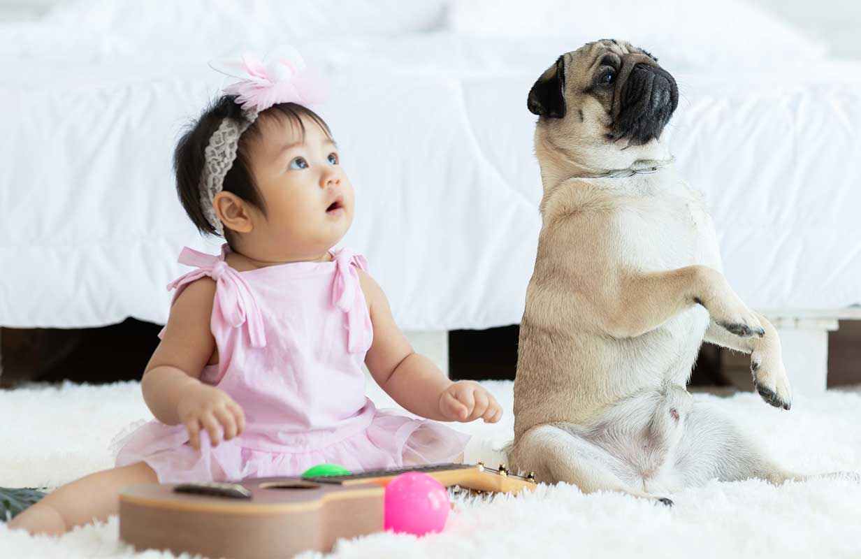 Pets